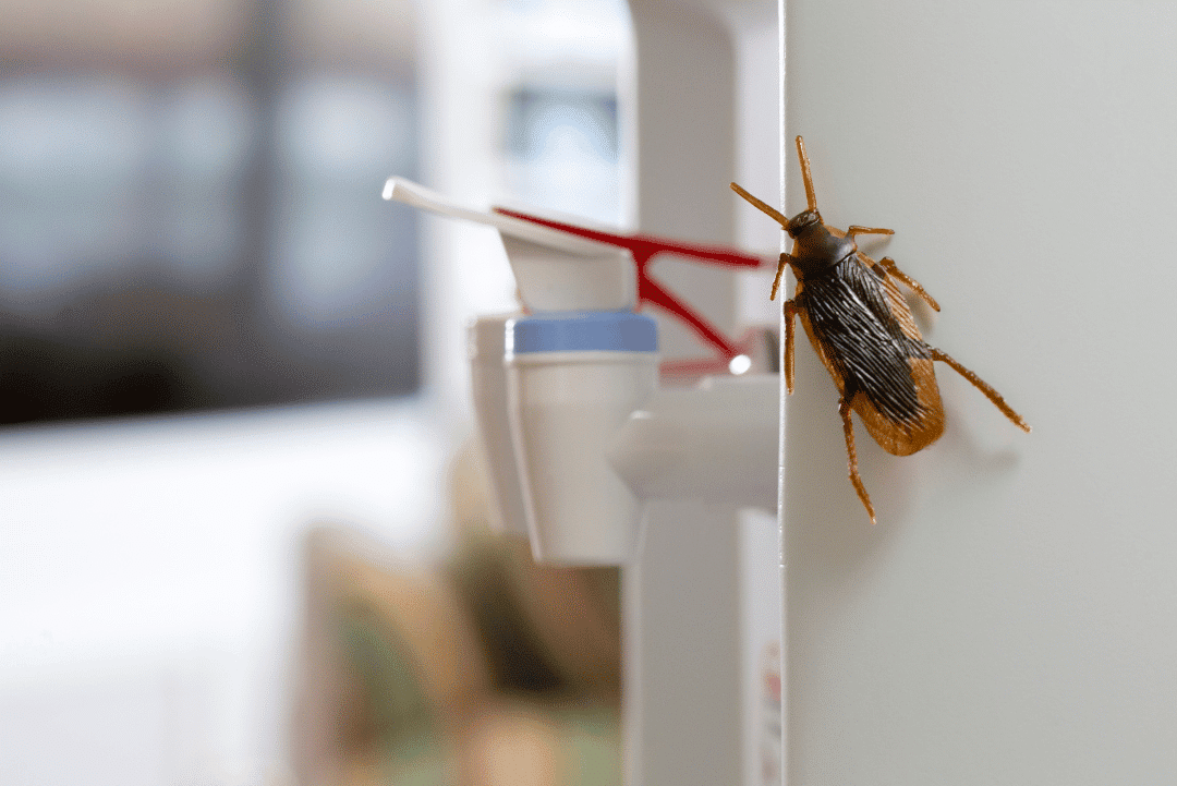 Cockroaches Pest Control - TASHIA PEST CONTROL QATAR